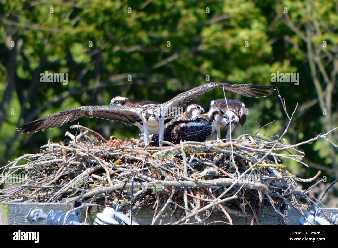 Ospreys nest hi-res stock photography and images - Alamy