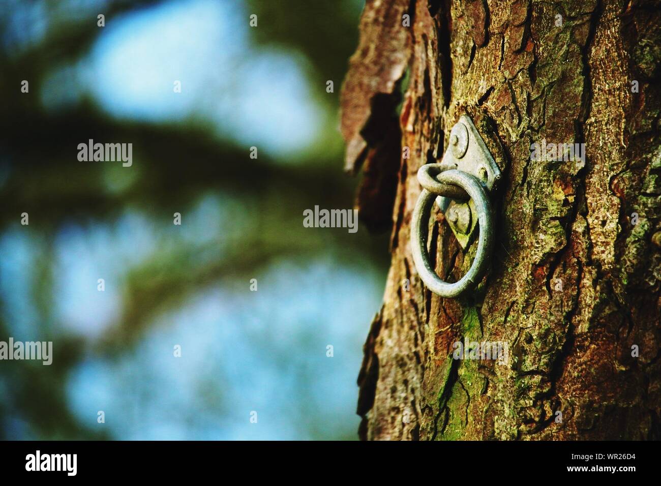 Tree trunk door hi-res stock photography and images - Alamy