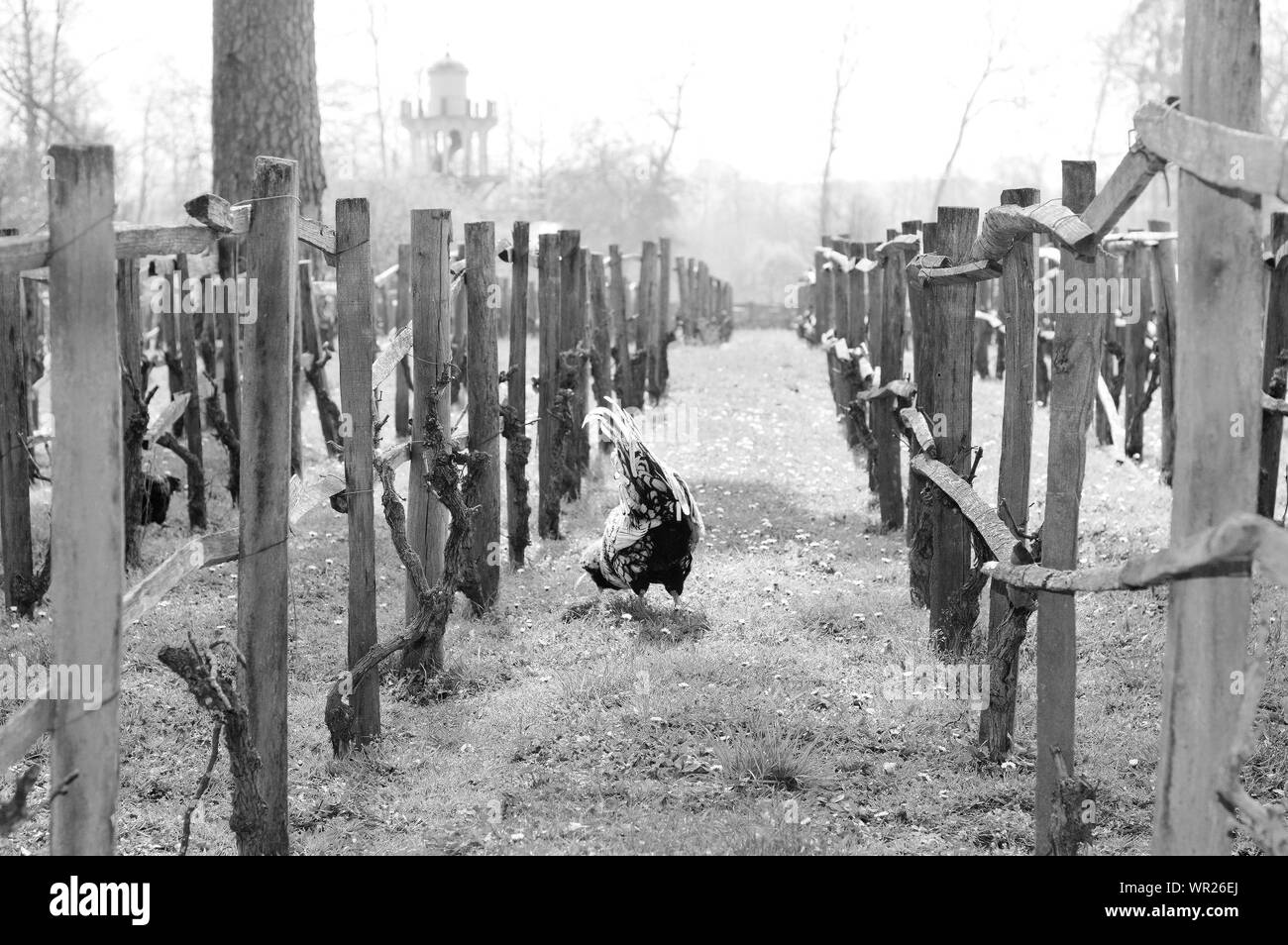 Hen photography hi-res stock photography and images - Alamy