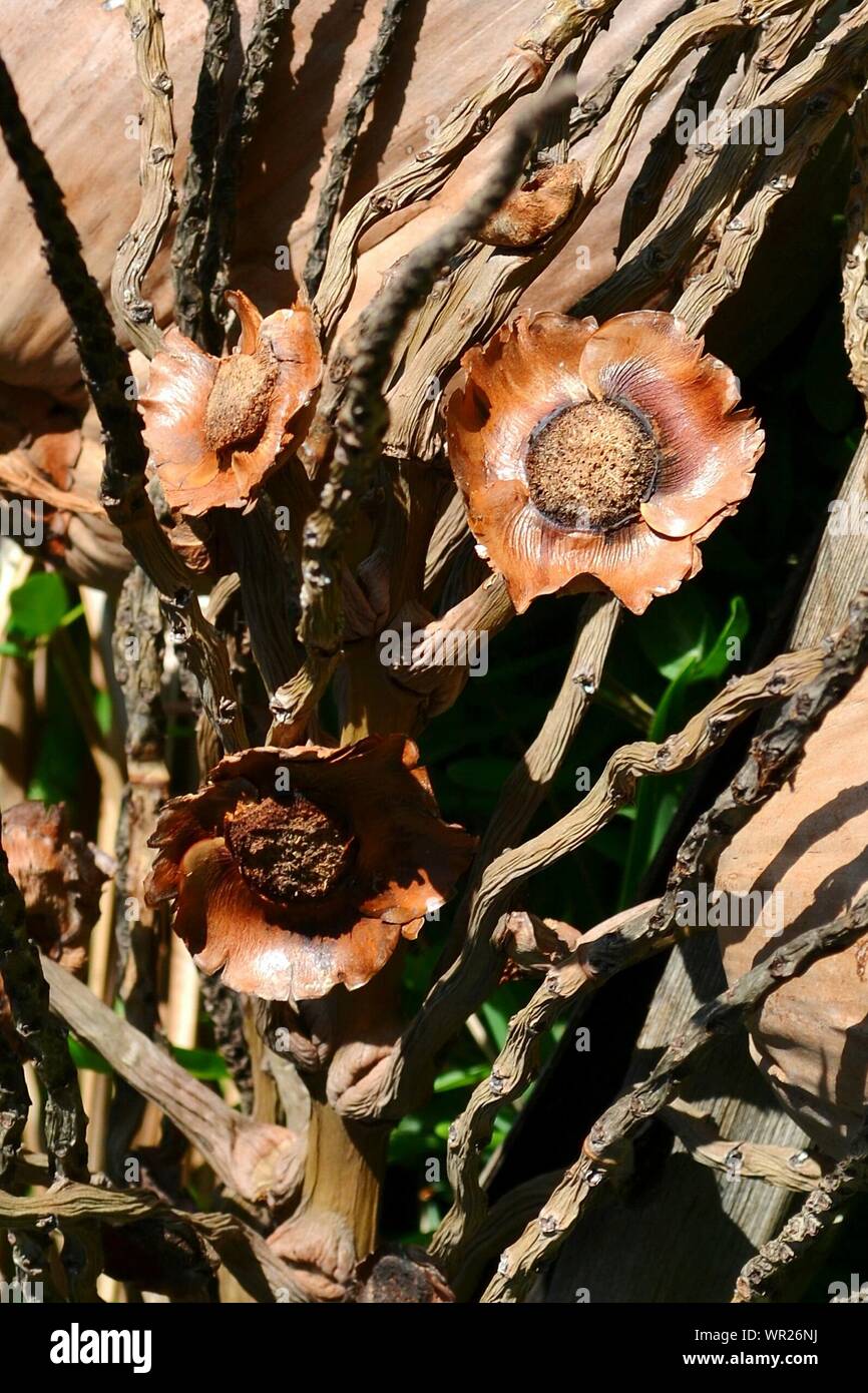 Dead tree fungi hi-res stock photography and images - Alamy