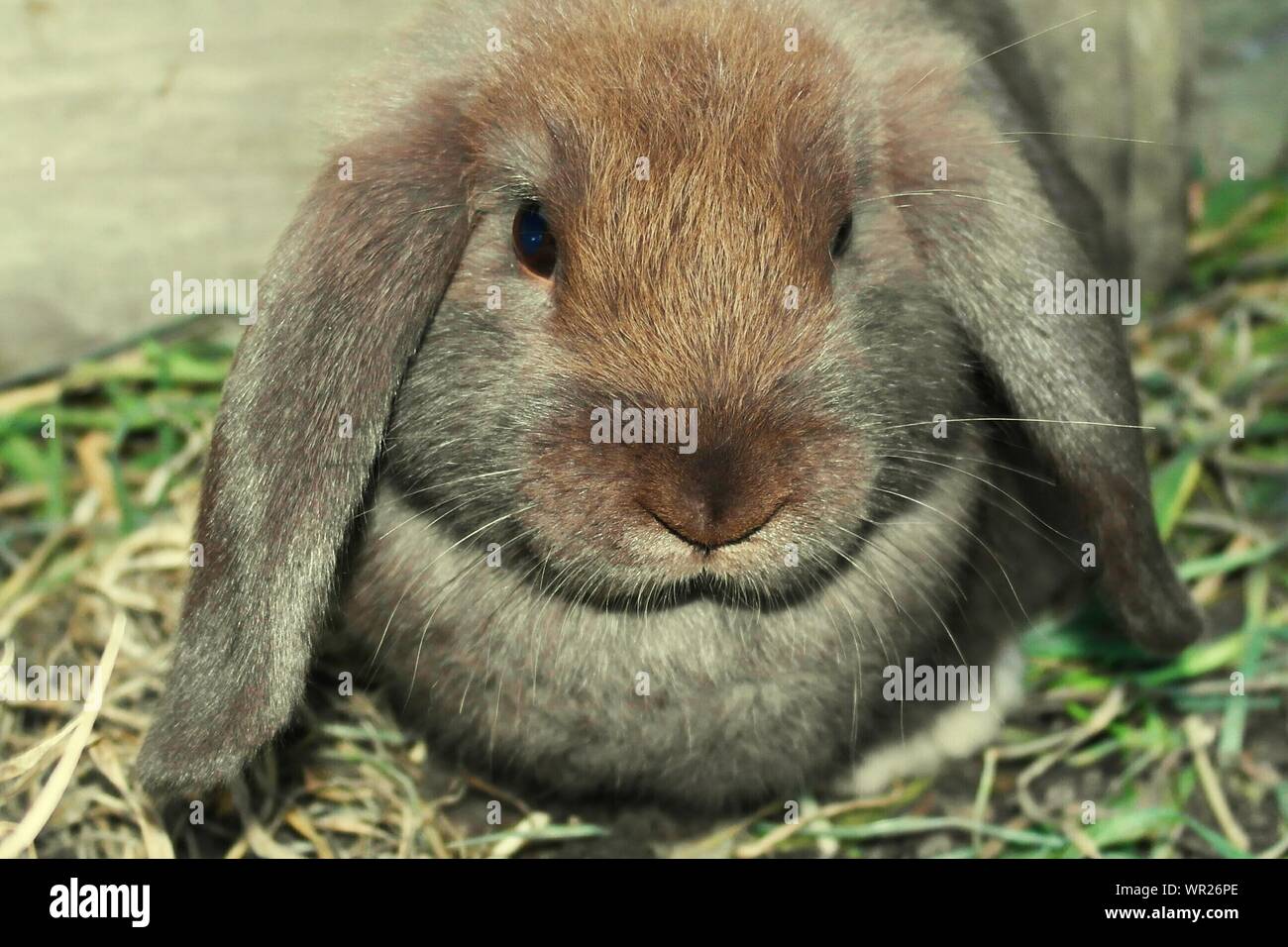 Grey Rabbit High Resolution Stock Photography and Images - Alamy