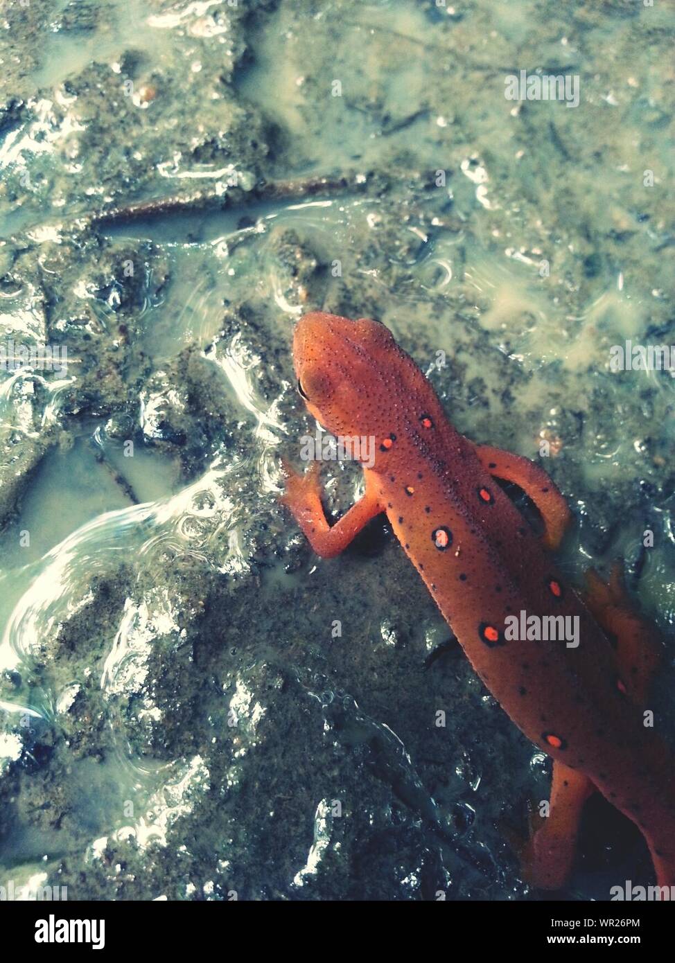 Lizard In Water High Resolution Stock Photography and Images - Alamy