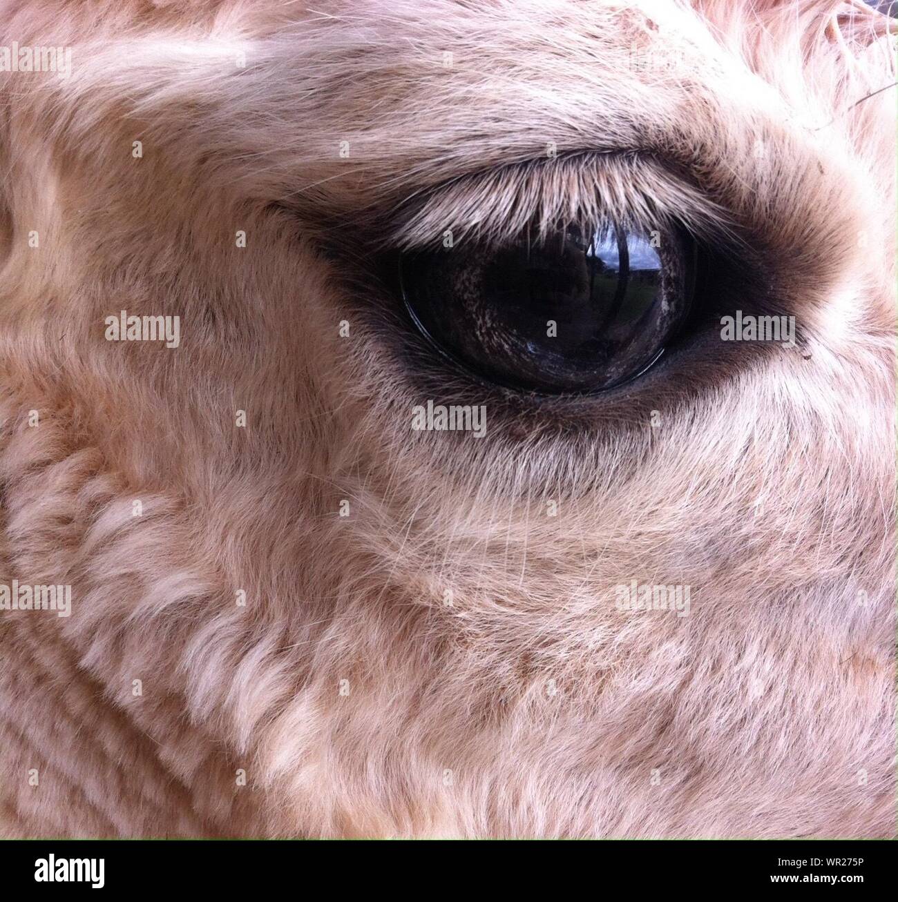 Cows eye hi-res stock photography and images - Alamy