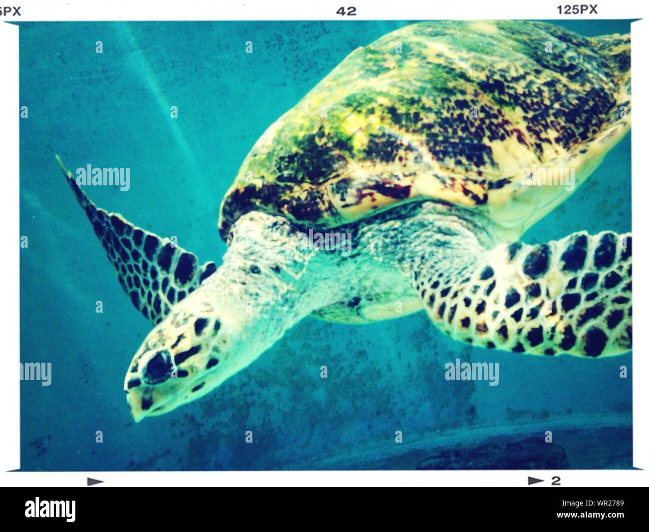 Swimming with a view Cut Out Stock Images & Pictures - Alamy