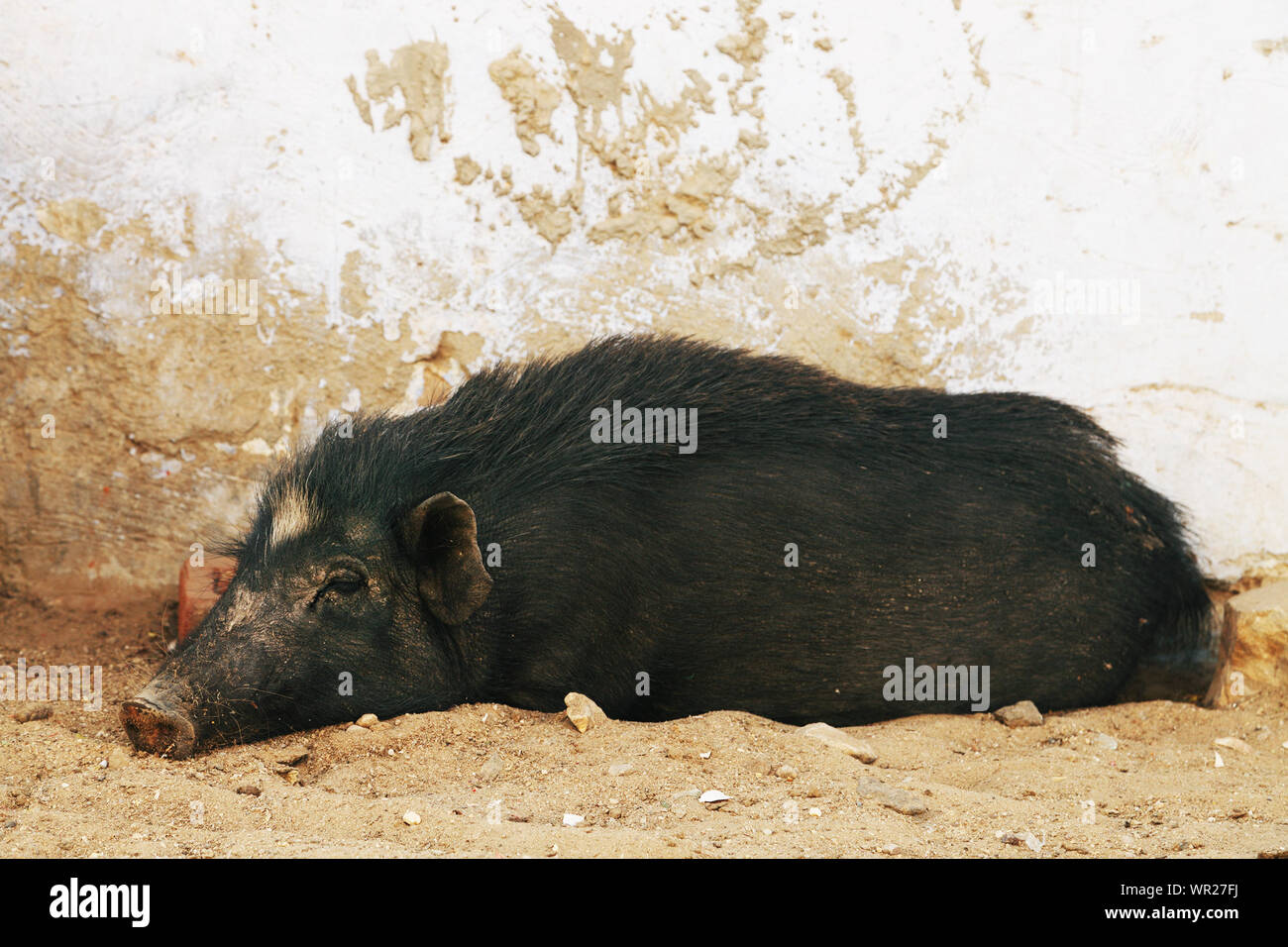 Field wall hi-res stock photography and images - Alamy