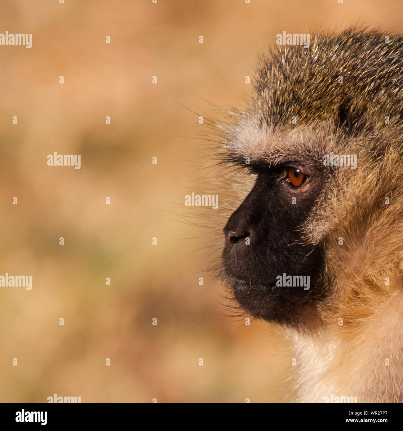 Profile monkey hi-res stock photography and images - Alamy