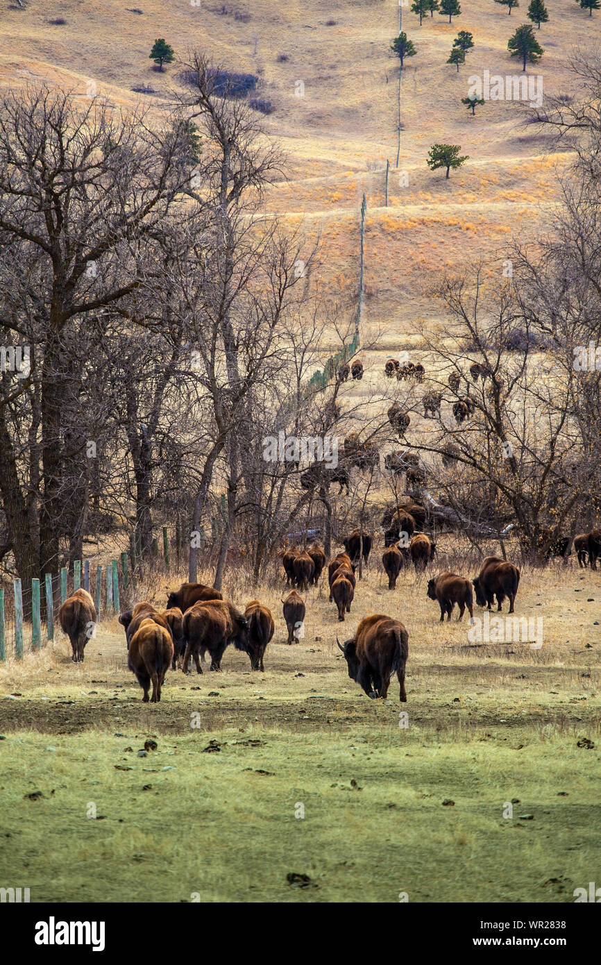 Custer state park bison in hi-res stock photography and images - Alamy