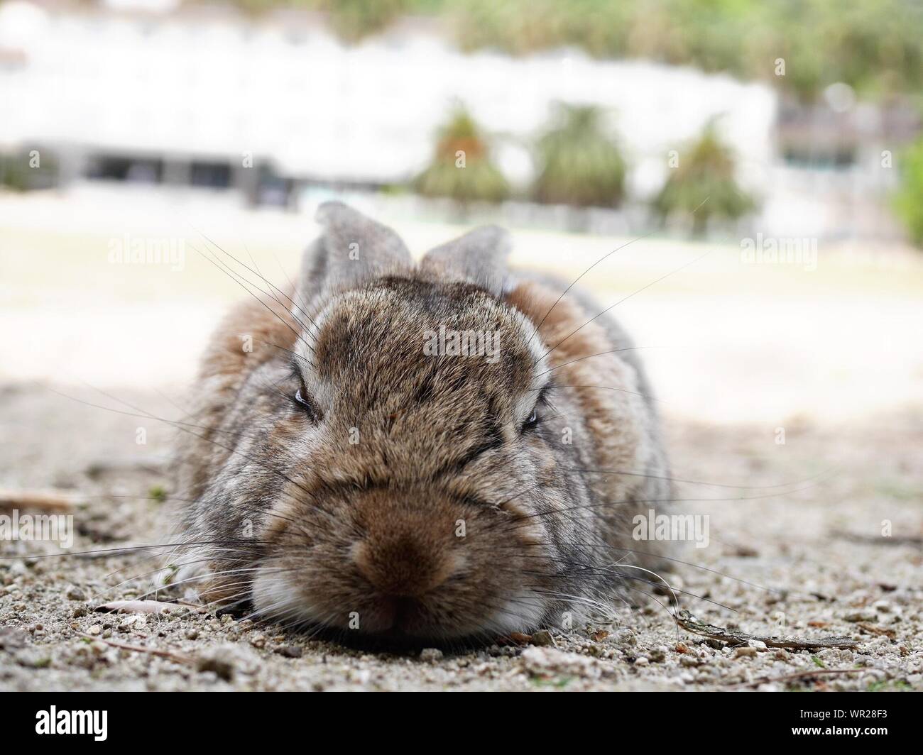 Rabbit Lying Down High Resolution Stock Photography and Images - Alamy