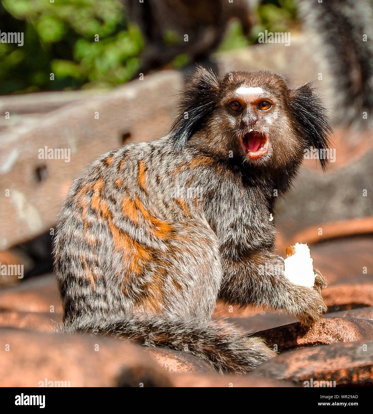Monkey holding camera hi-res stock photography and images - Alamy