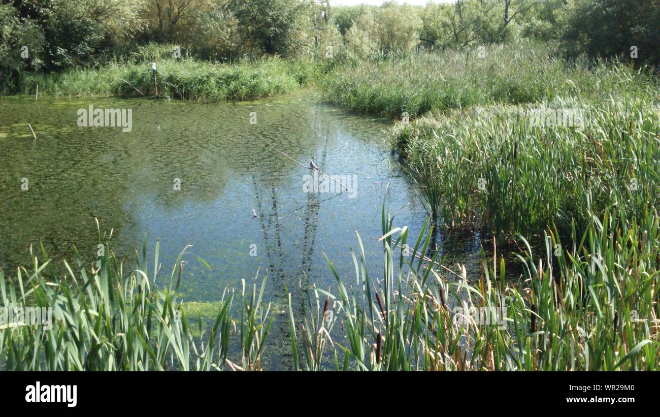 Reed in pond hi-res stock photography and images - Alamy