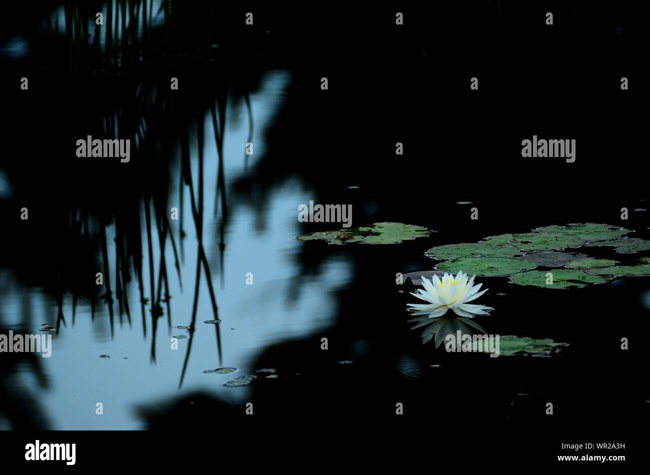 White lotus reflection in water hi-res stock photography and images - Alamy