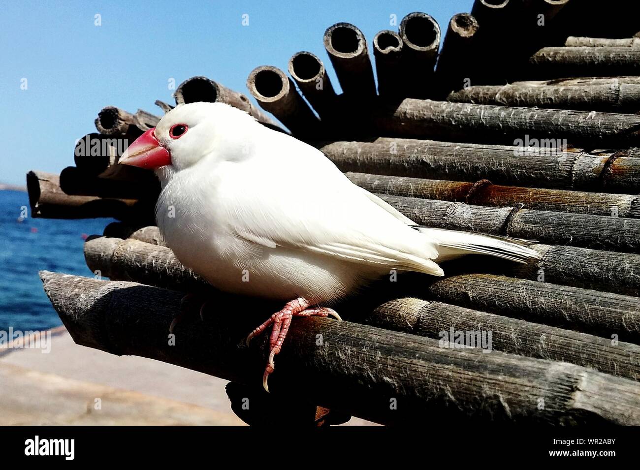 Java sparrow hi-res stock photography and images - Alamy