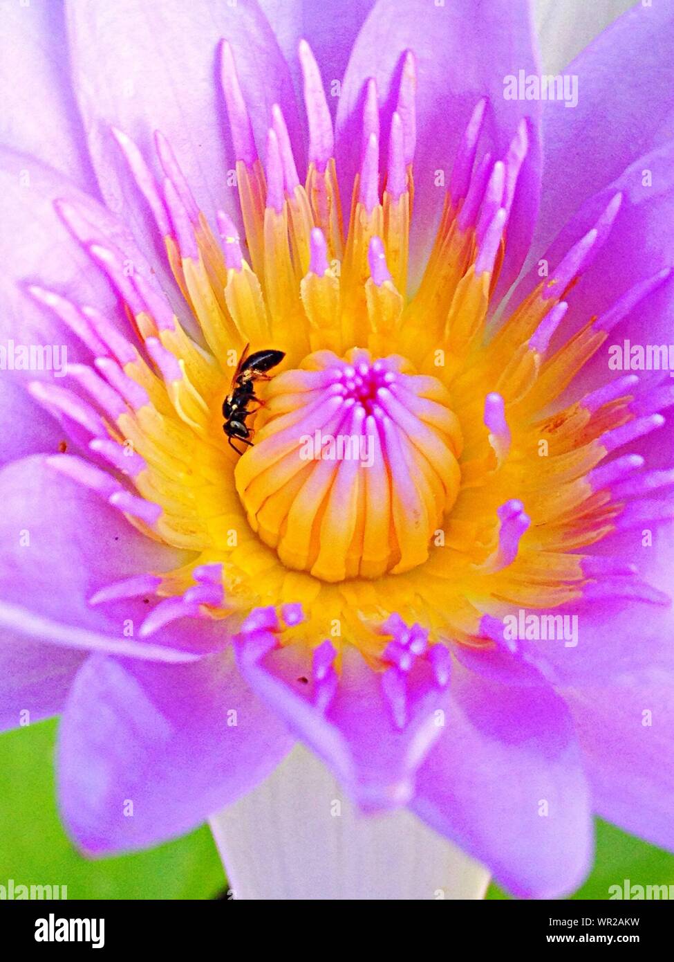 Ant at flower hi-res stock photography and images - Alamy