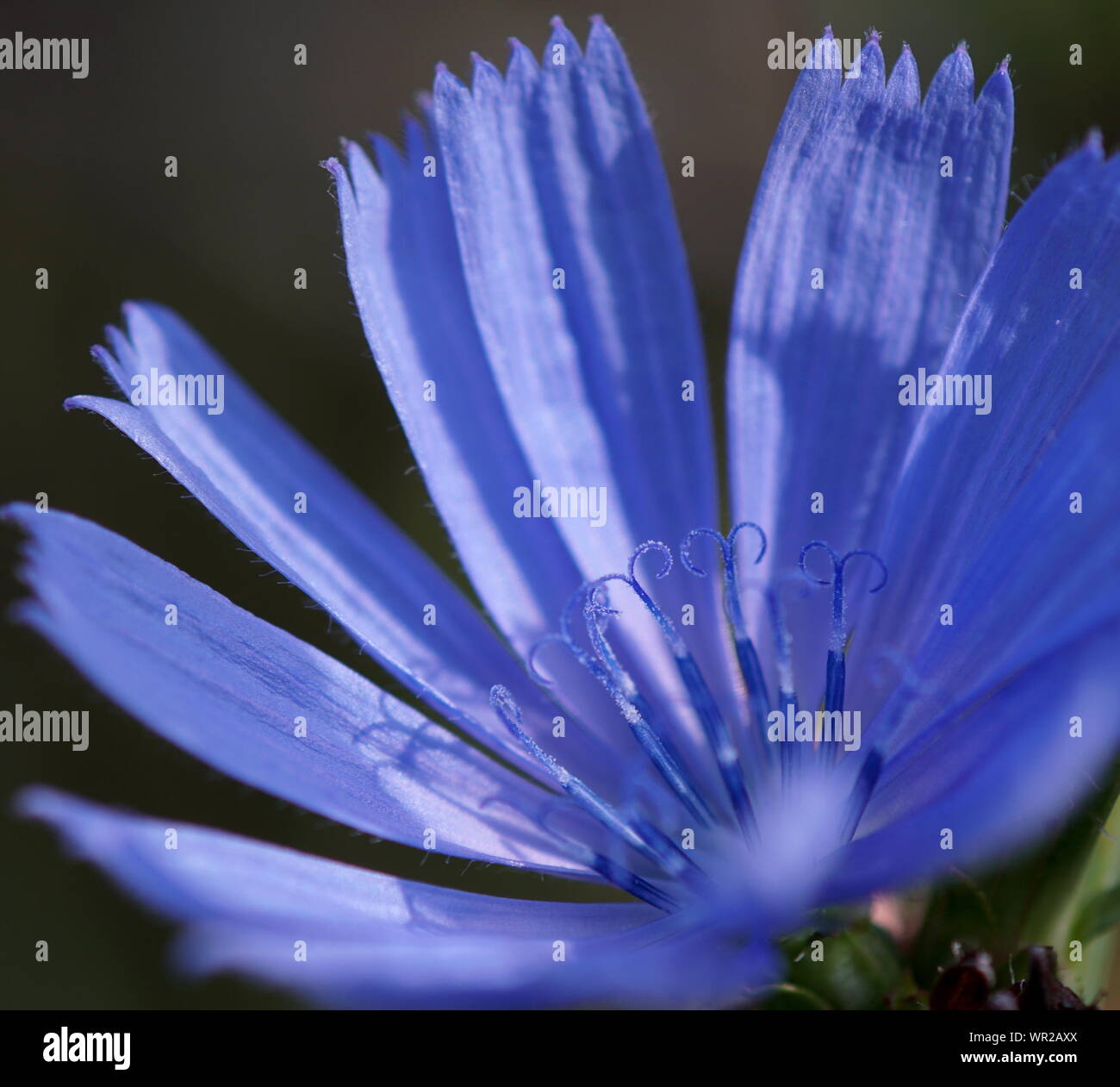 Magical blue hi-res stock photography and images - Alamy