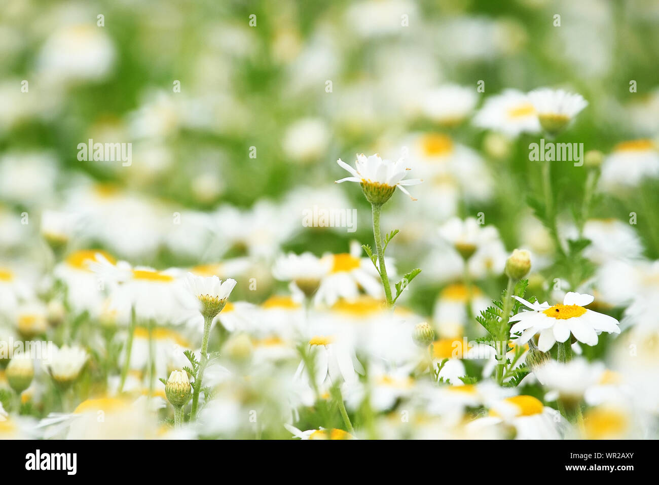 White petal daisy hi-res stock photography and images - Alamy