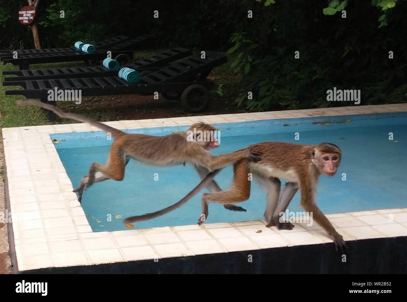 Monkey Swimming Pool High Resolution Stock Photography and Images - Alamy