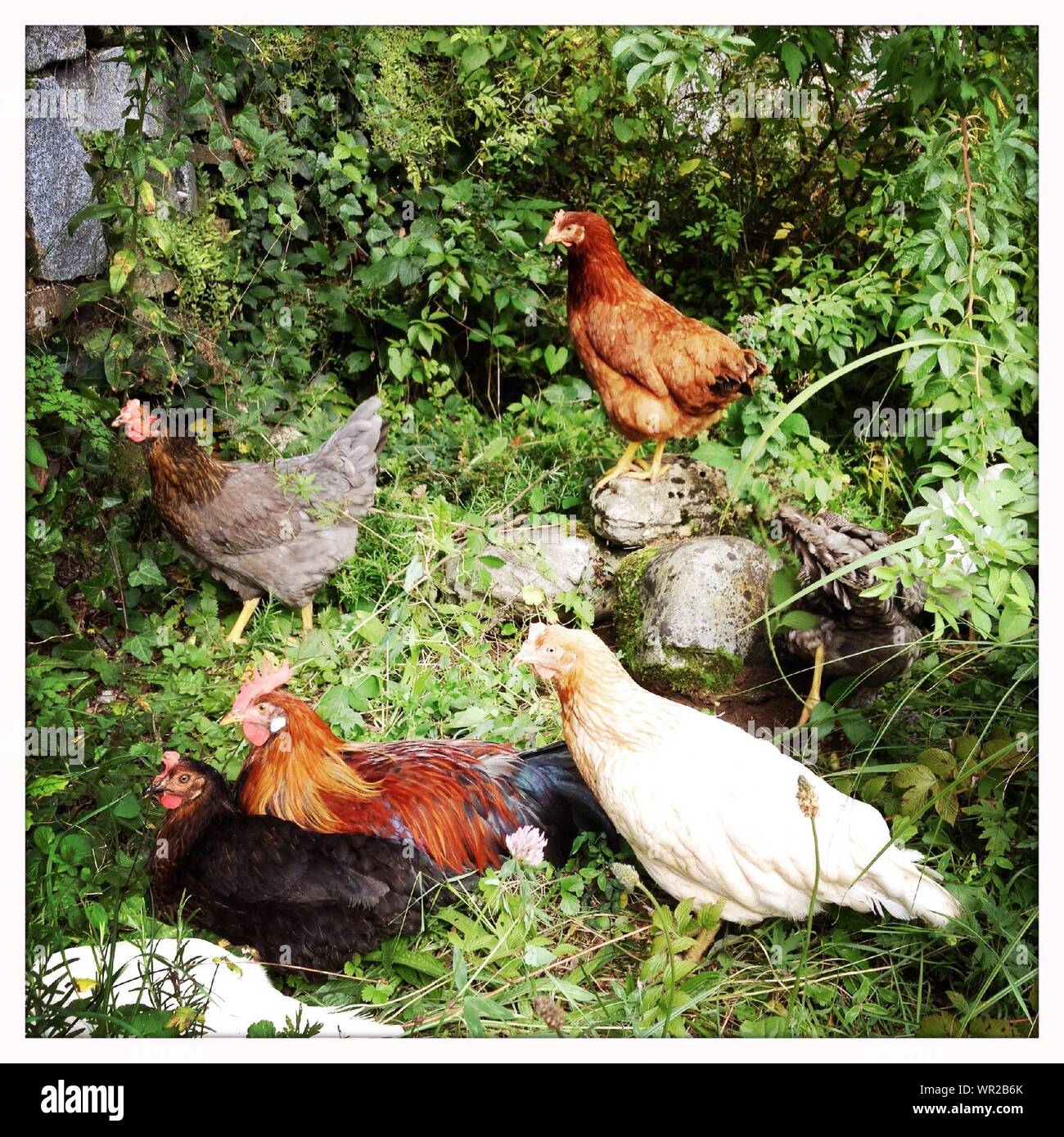 Group of chickens hi-res stock photography and images - Alamy