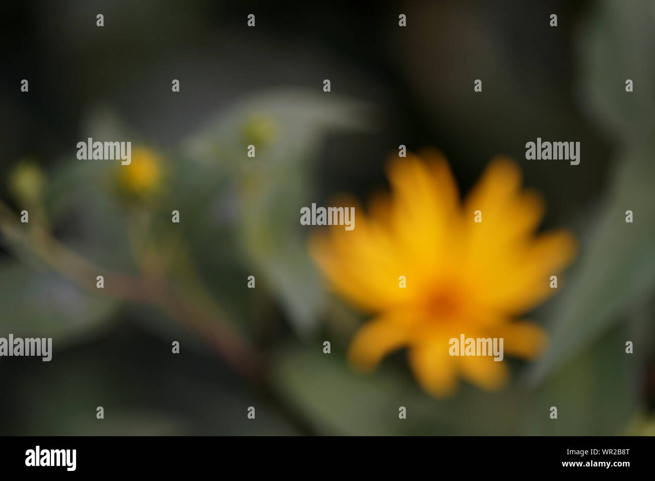 Van gogh yellow hi-res stock photography and images - Alamy