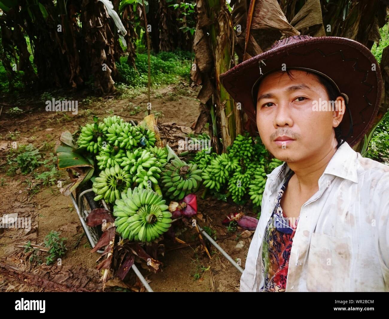 Real banana tree with bananas hi-res stock photography and images - Alamy