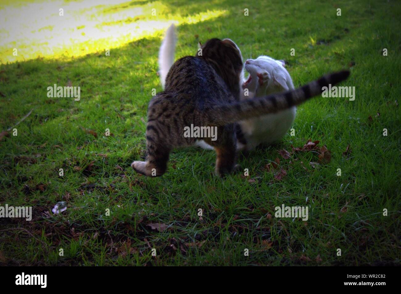 Two Cats Fighting High Resolution Stock Photography and Images - Alamy
