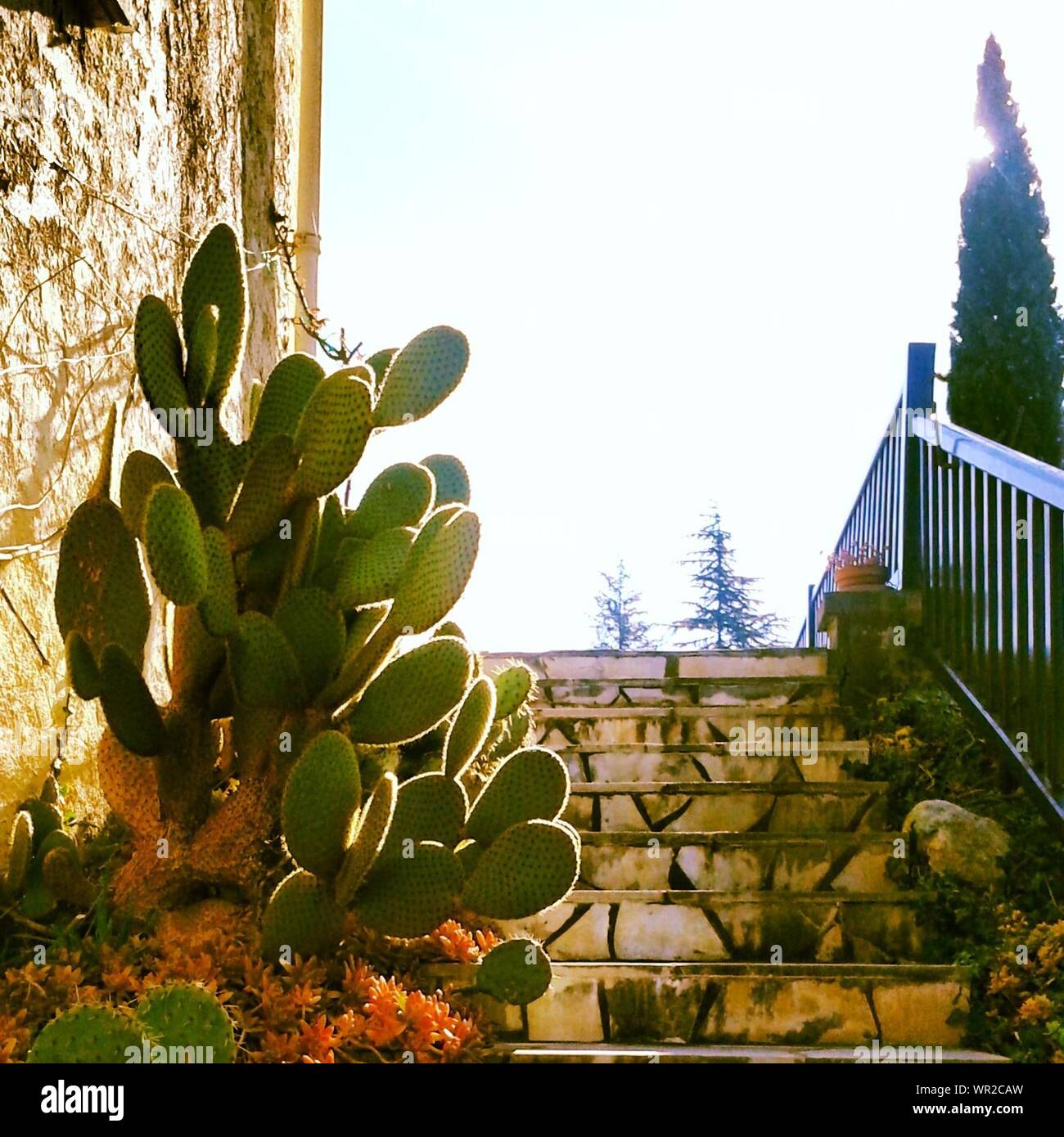Steps to cactus hi-res stock photography and images - Alamy