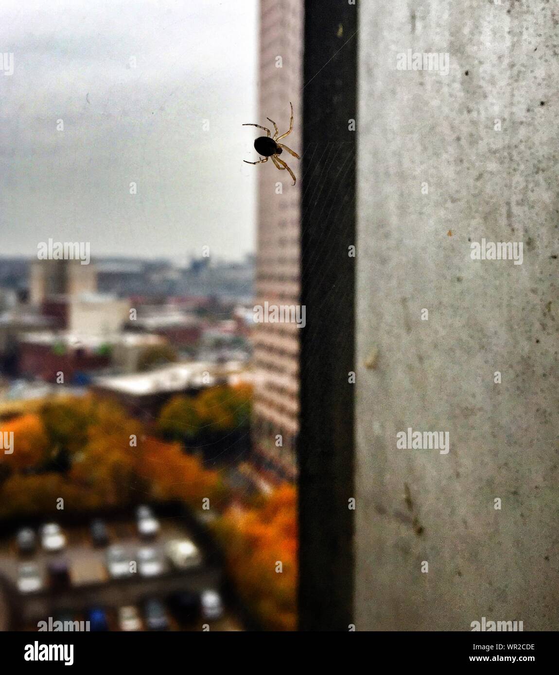 Spider window hi-res stock photography and images - Alamy