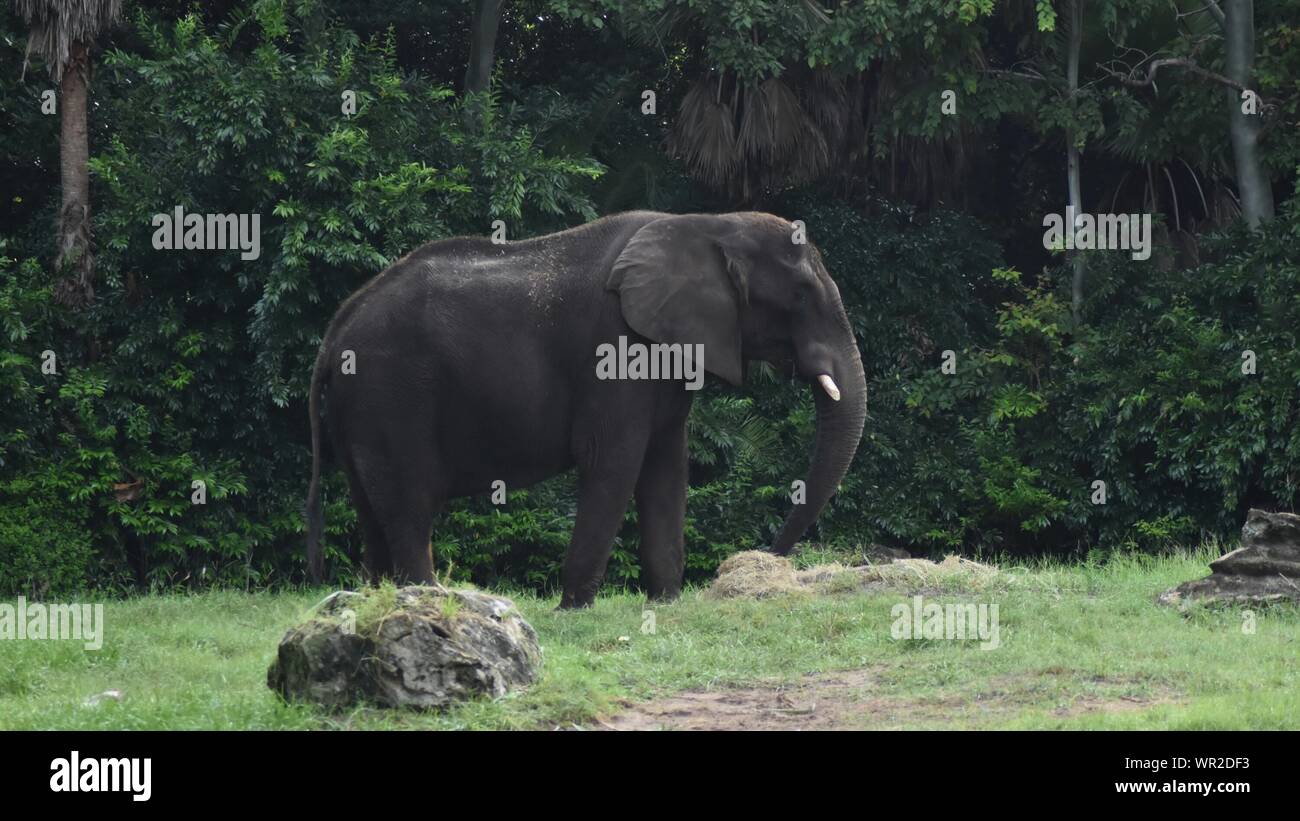Side View Of African Elephant In Zoo Stock Photo - Alamy