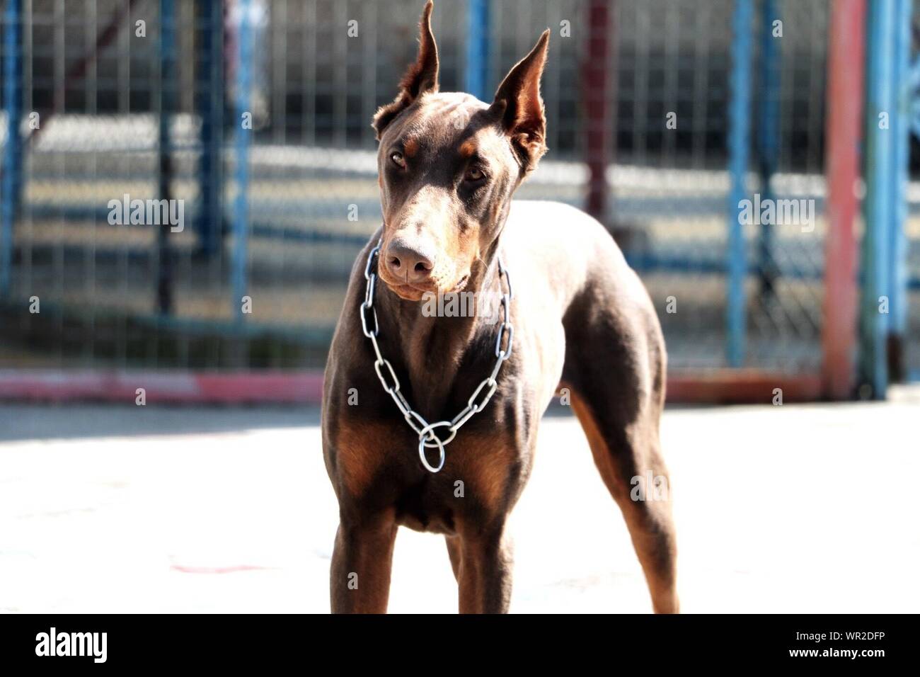 Doberman pinscher standing hi-res stock photography and images - Alamy