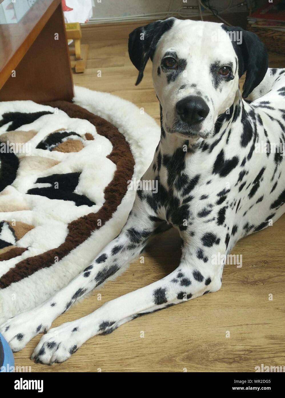 Spotted dog hi-res stock photography and images - Alamy
