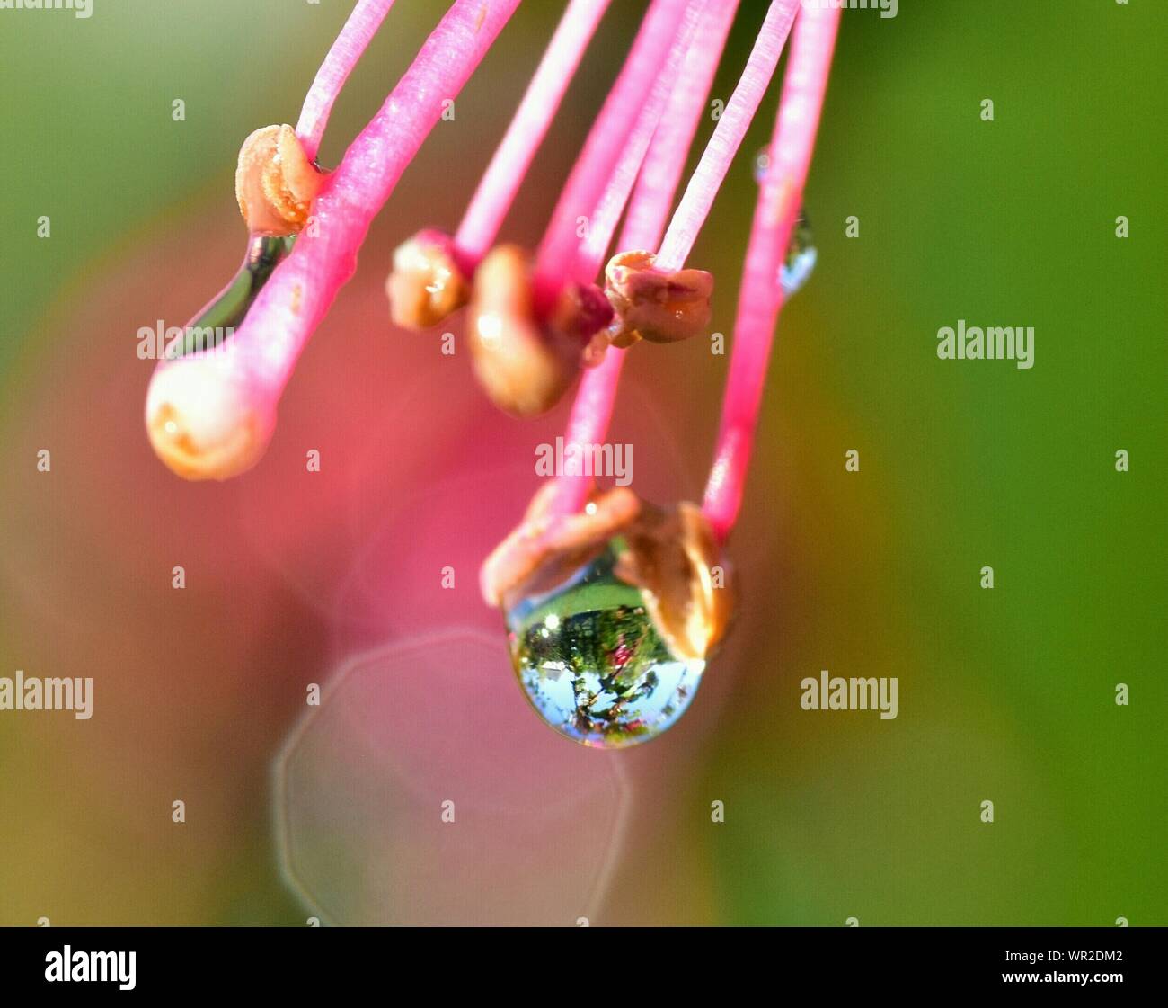 Pollen water hi-res stock photography and images - Alamy