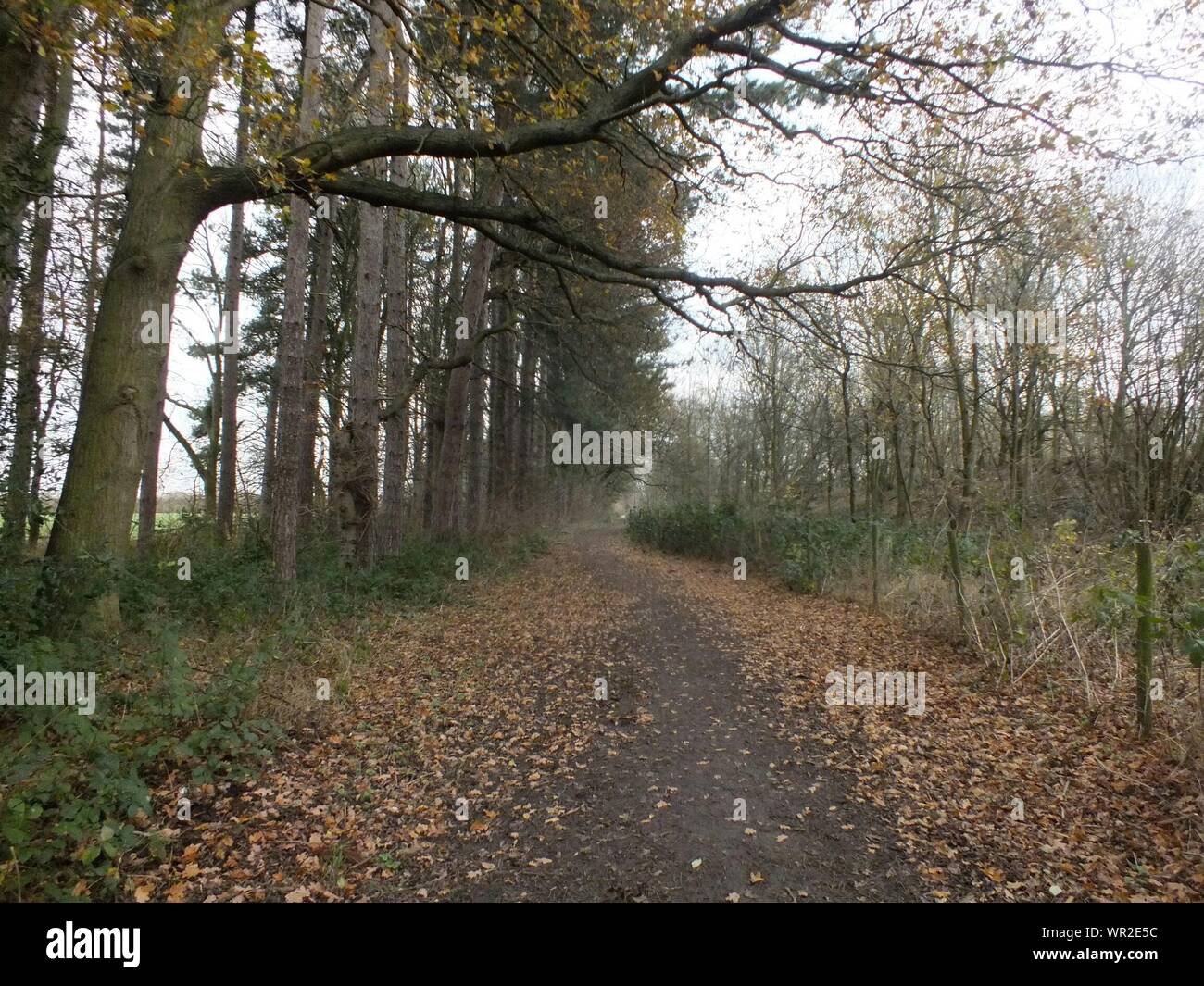 Messy trees hi-res stock photography and images - Alamy