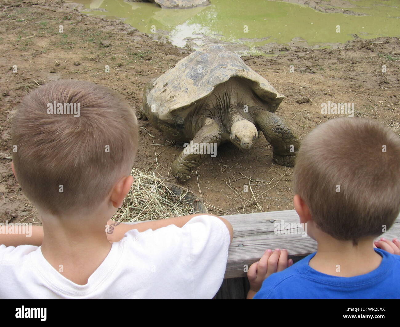 Giant Tortoise In Pond High Resolution Stock Photography and Images - Alamy