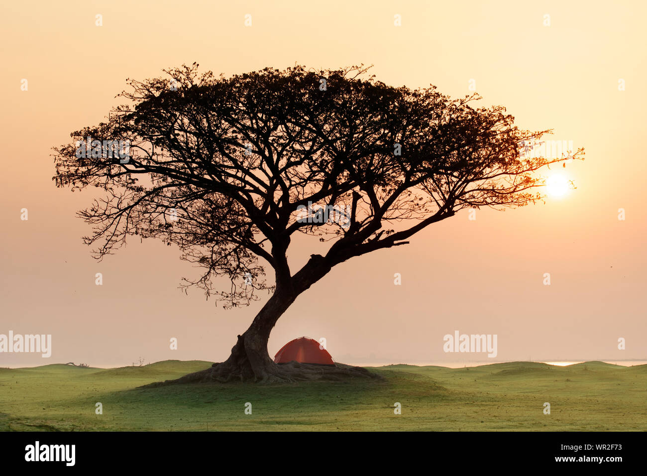 Tent under the tree with sun background Stock Photo - Alamy