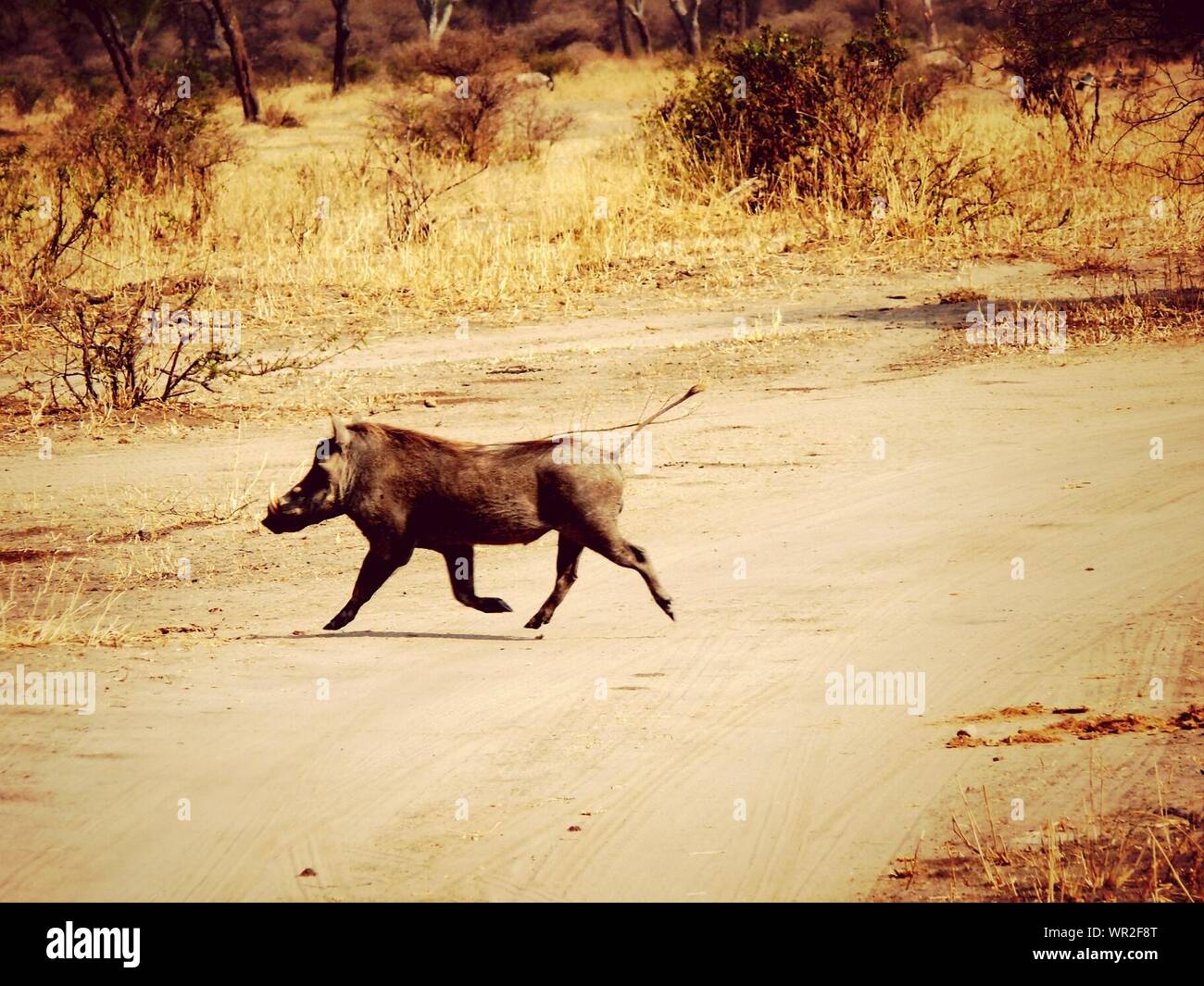 Warthog walking hi-res stock photography and images - Alamy