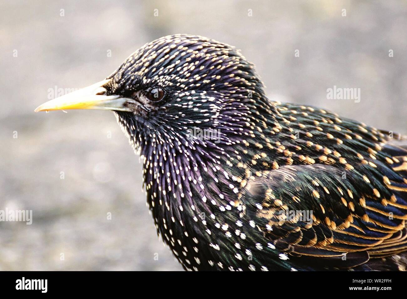 Starling side view hi-res stock photography and images - Alamy