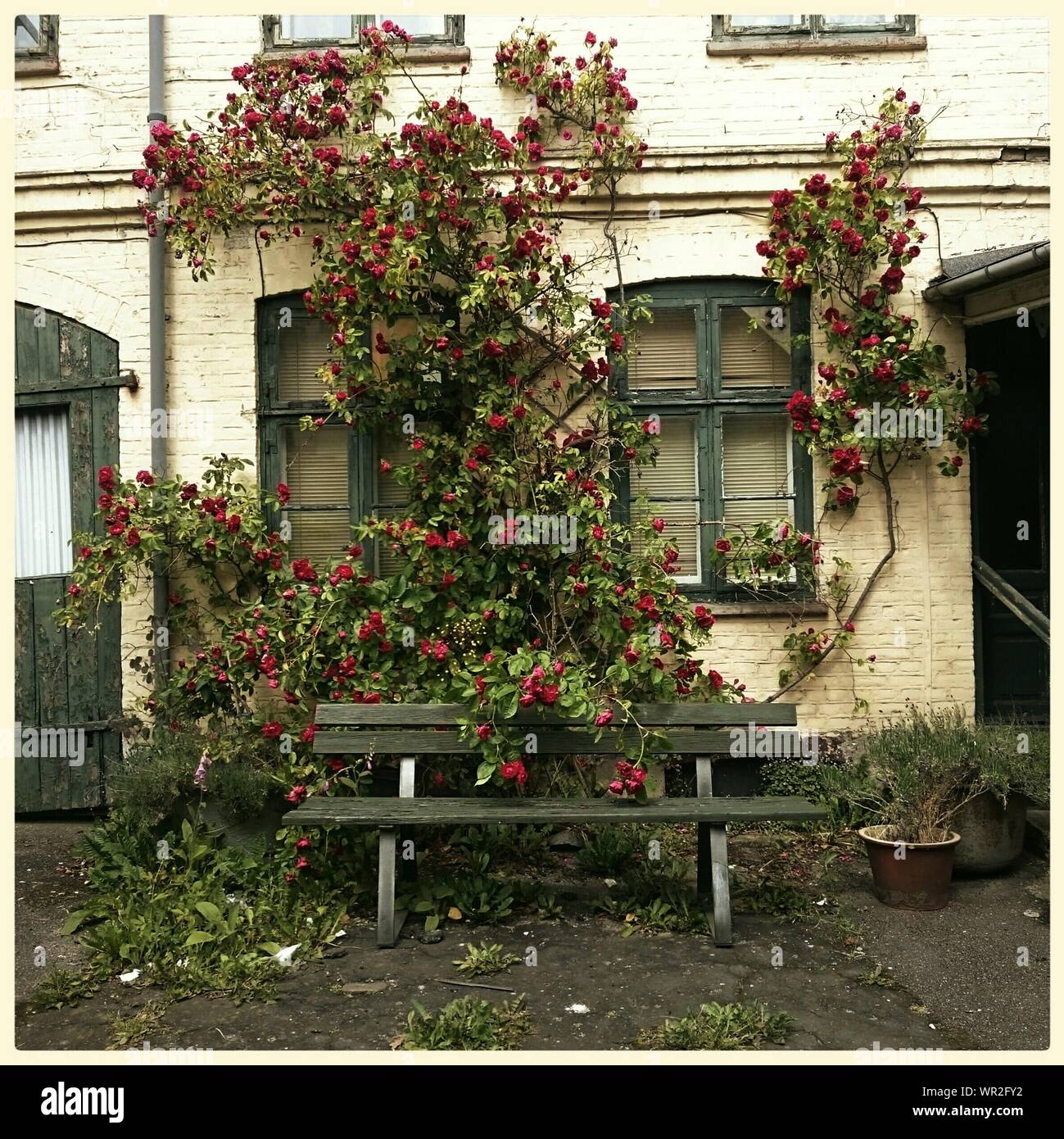 Rose window exterior hi-res stock photography and images - Alamy