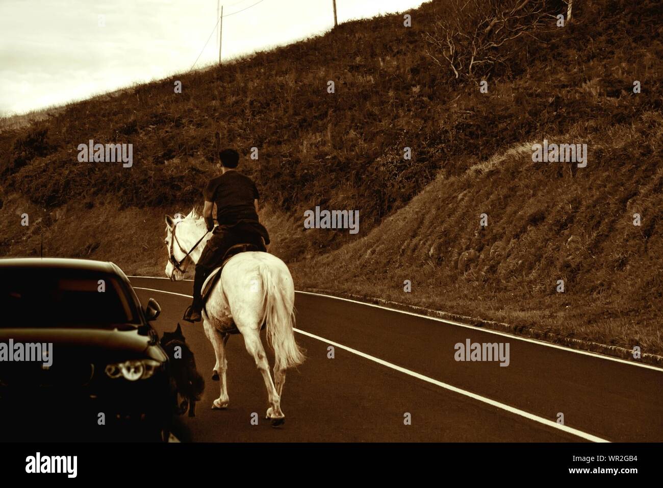 Dog Riding Horse High Resolution Stock Photography and Images - Alamy