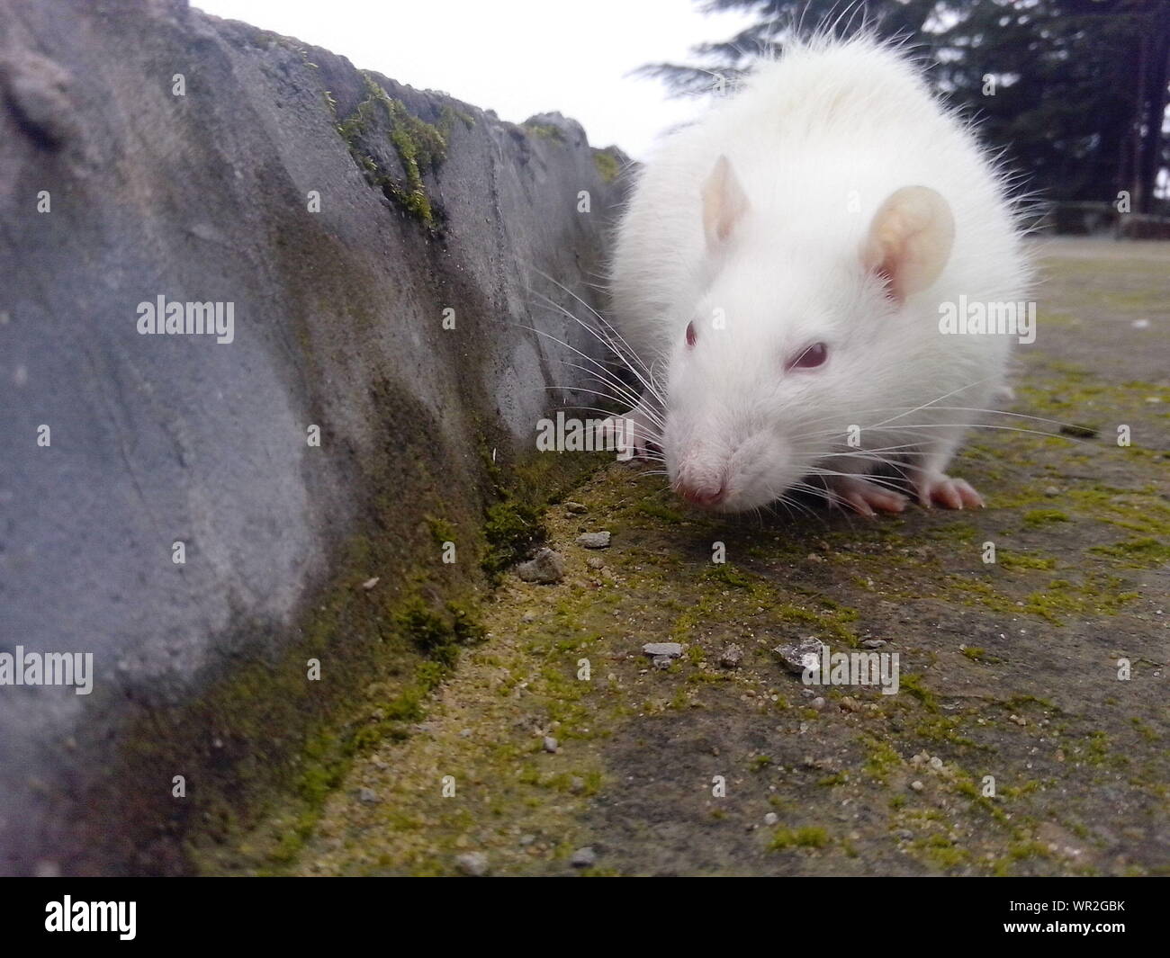 White rat hi-res stock photography and images - Alamy