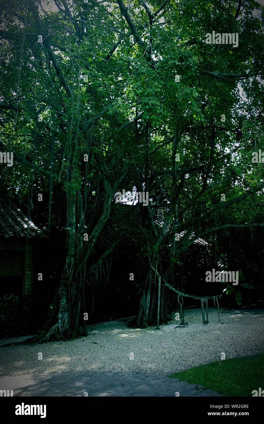 Tree Lianas High Resolution Stock Photography and Images - Alamy