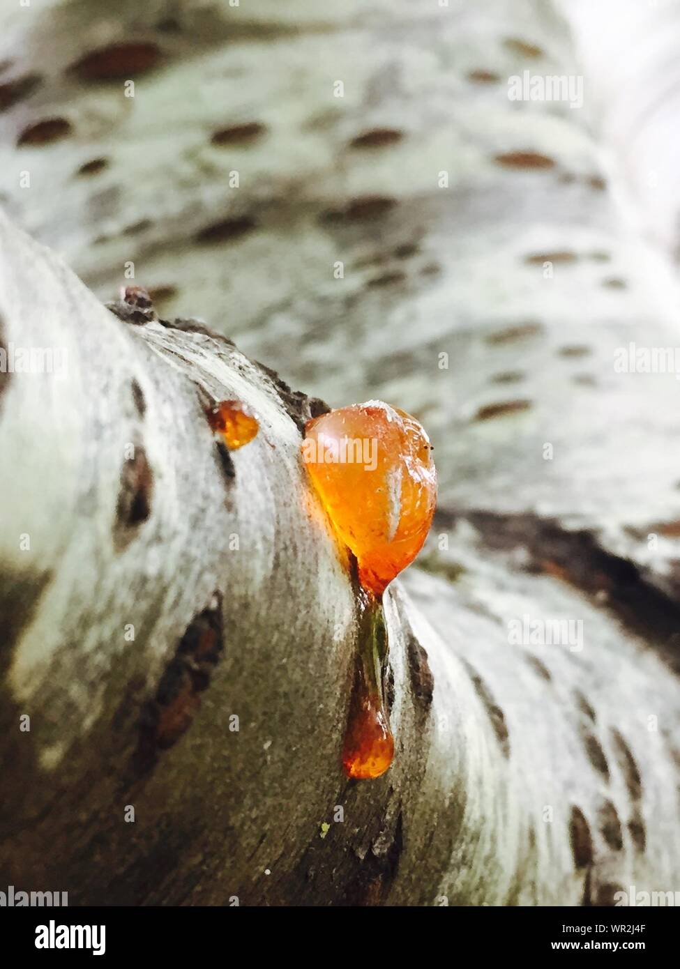 Gum Rosin High Resolution Stock Photography and Images - Alamy