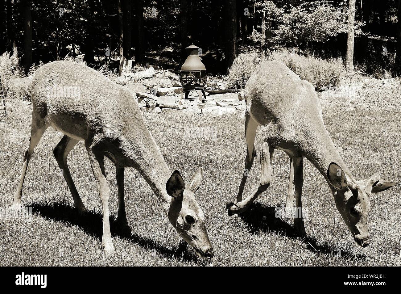 Grazing animals hi-res stock photography and images - Alamy