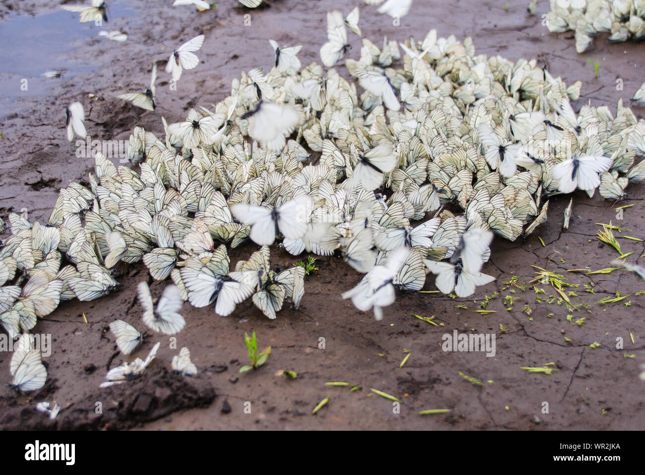 Flock of butterflies hi-res stock photography and images - Alamy