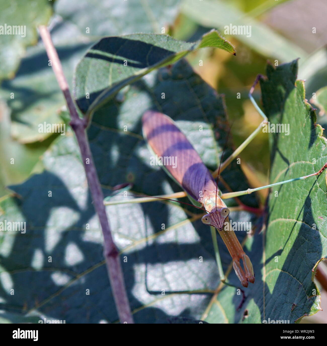 Praying mantis on the hunt Stock Photo - Alamy