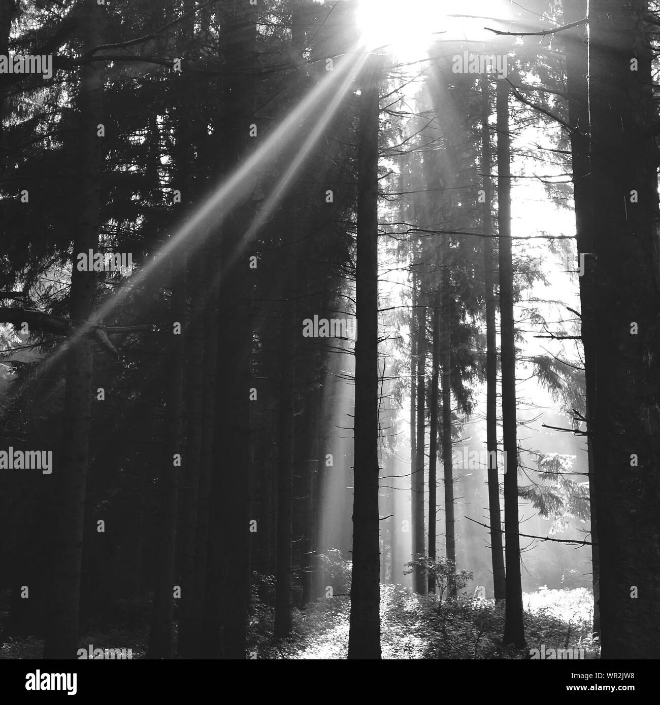 Sunbeam Black and White Stock Photos & Images - Alamy