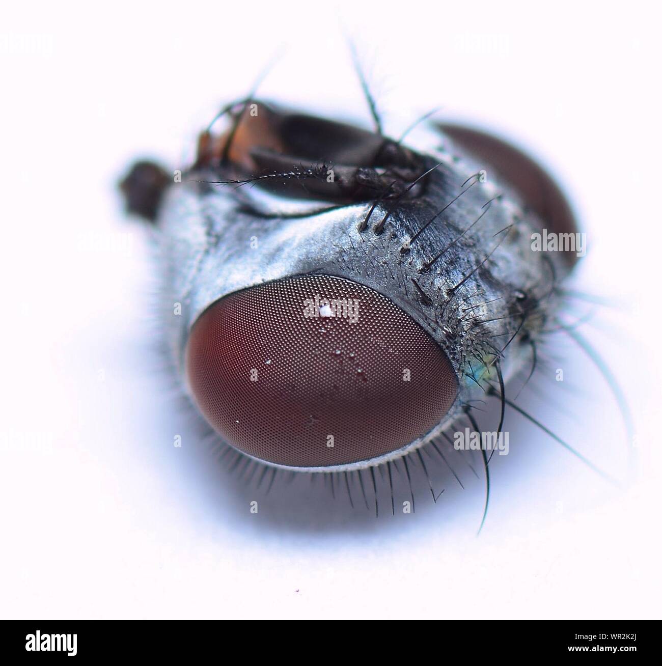 Fly Head High Resolution Stock Photography and Images - Alamy