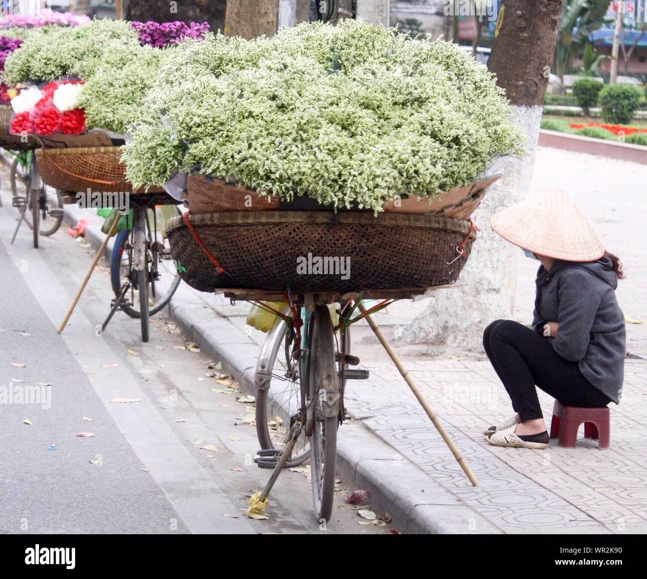 Plant stall domestic garden hi-res stock photography and images - Alamy