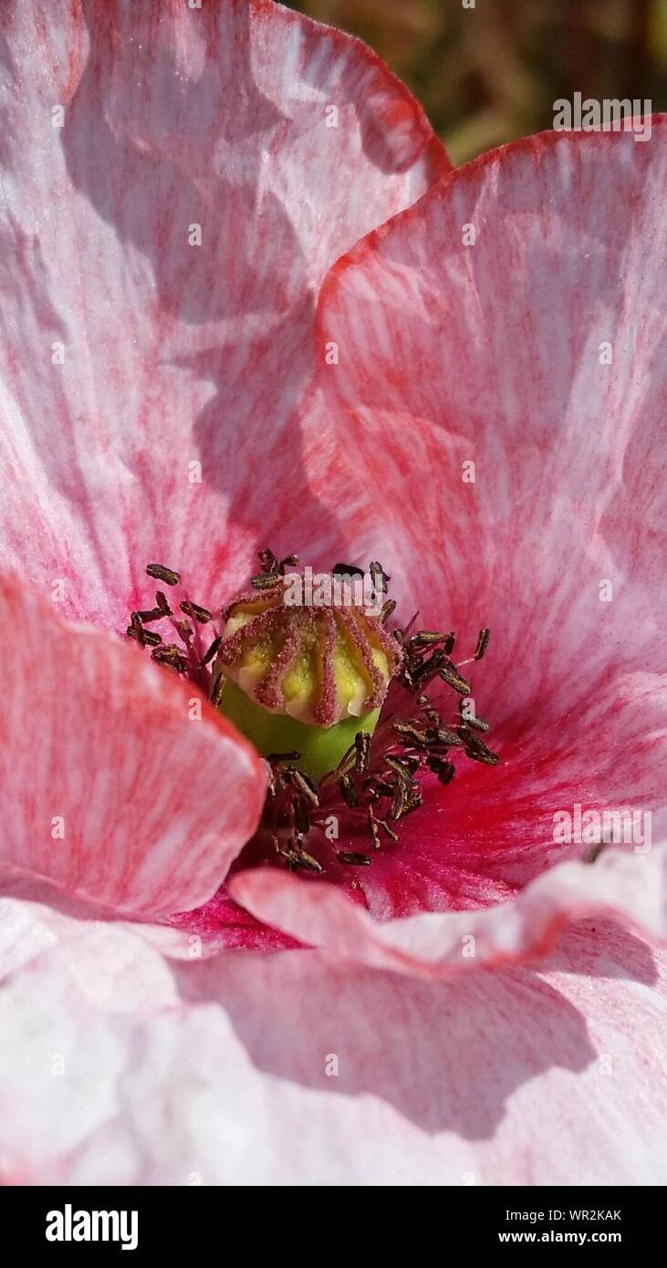 Up close pink poppy hi-res stock photography and images - Alamy
