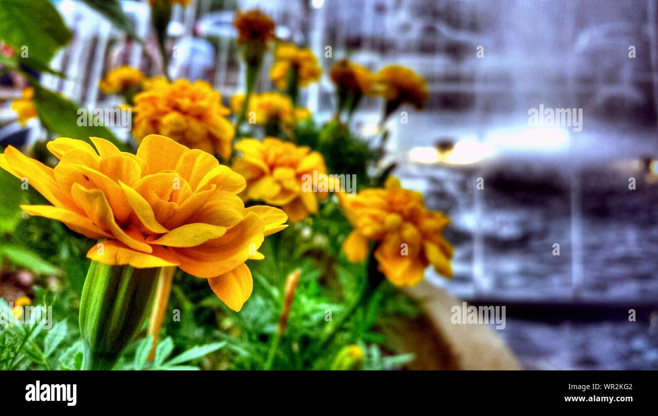 Marigold in pot hi-res stock photography and images - Alamy
