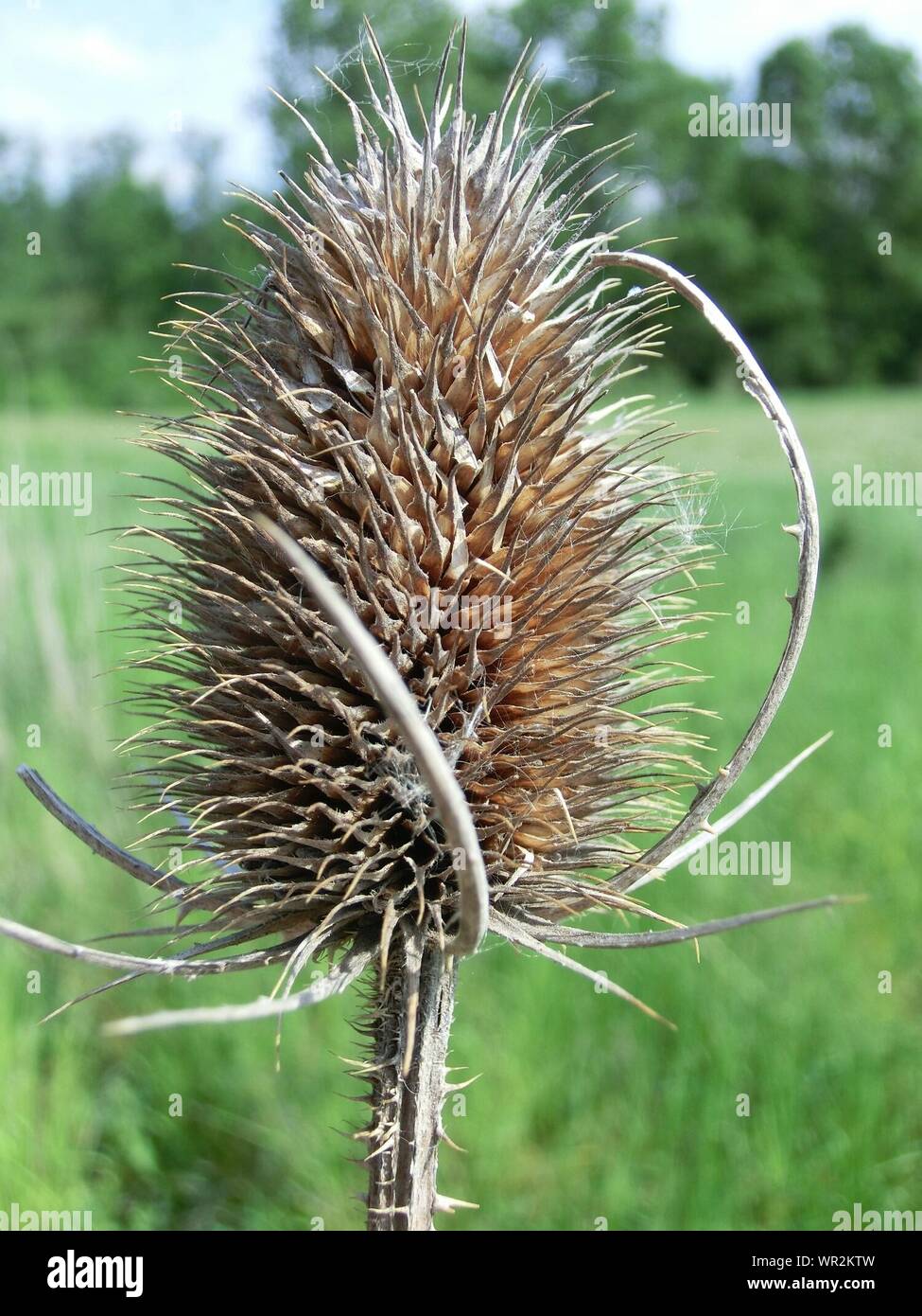 Dried thistle hi-res stock photography and images - Alamy