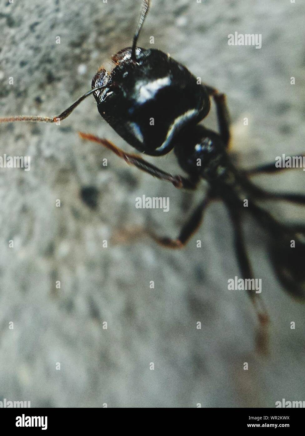 Head of black ant hi-res stock photography and images - Alamy